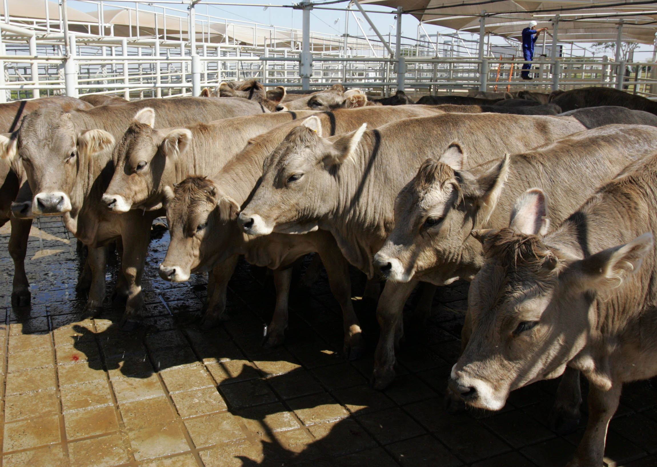 Marfrig (MRFG3): acionistas controladores aumentam participação na ...